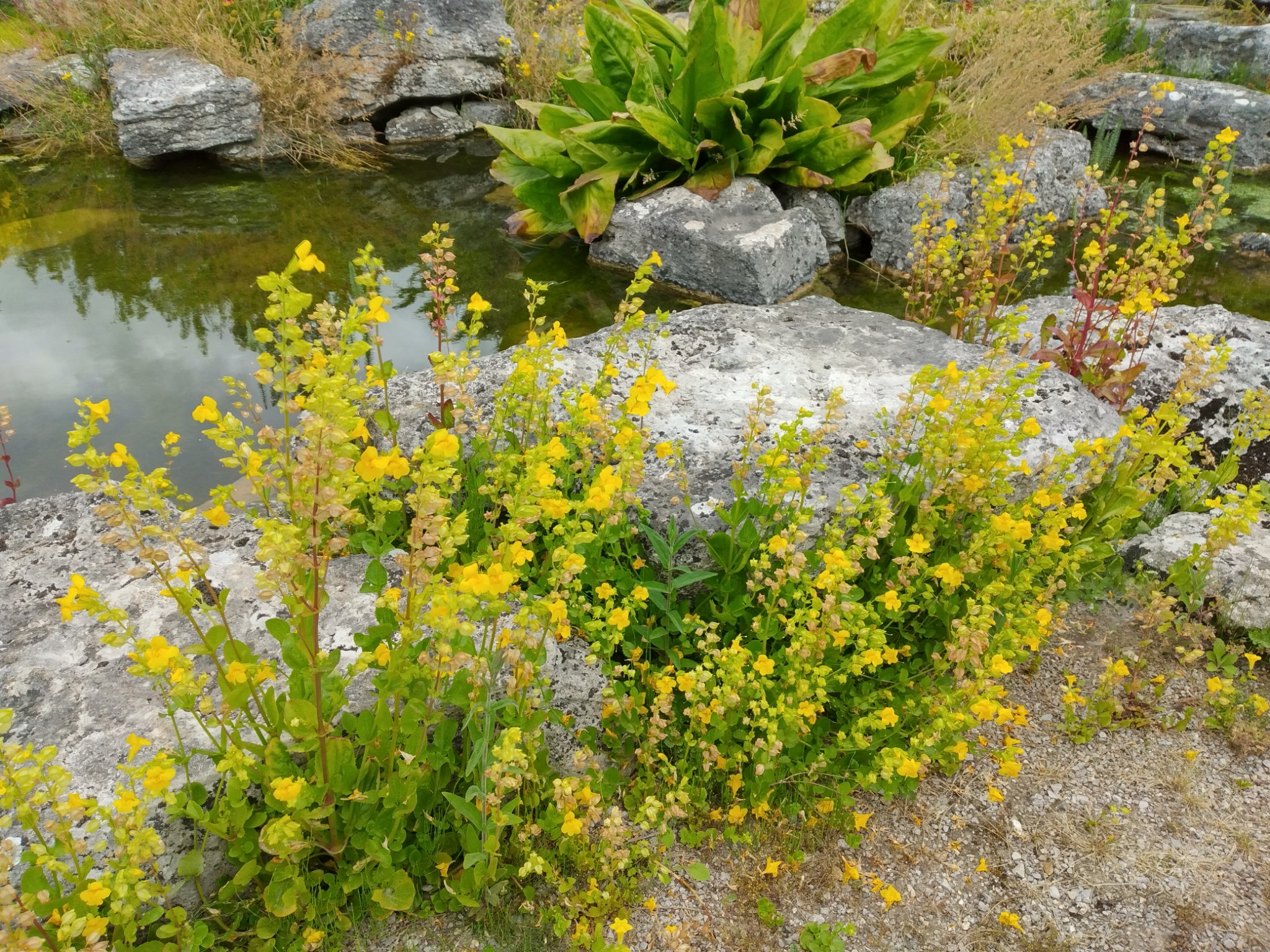 Merci Cuba (ou études cliniques) – therapies breves